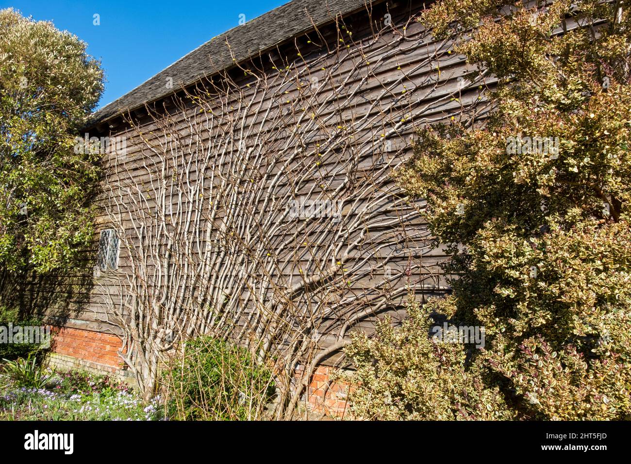 Brunswick fig tree hi-res stock photography and images - Alamy