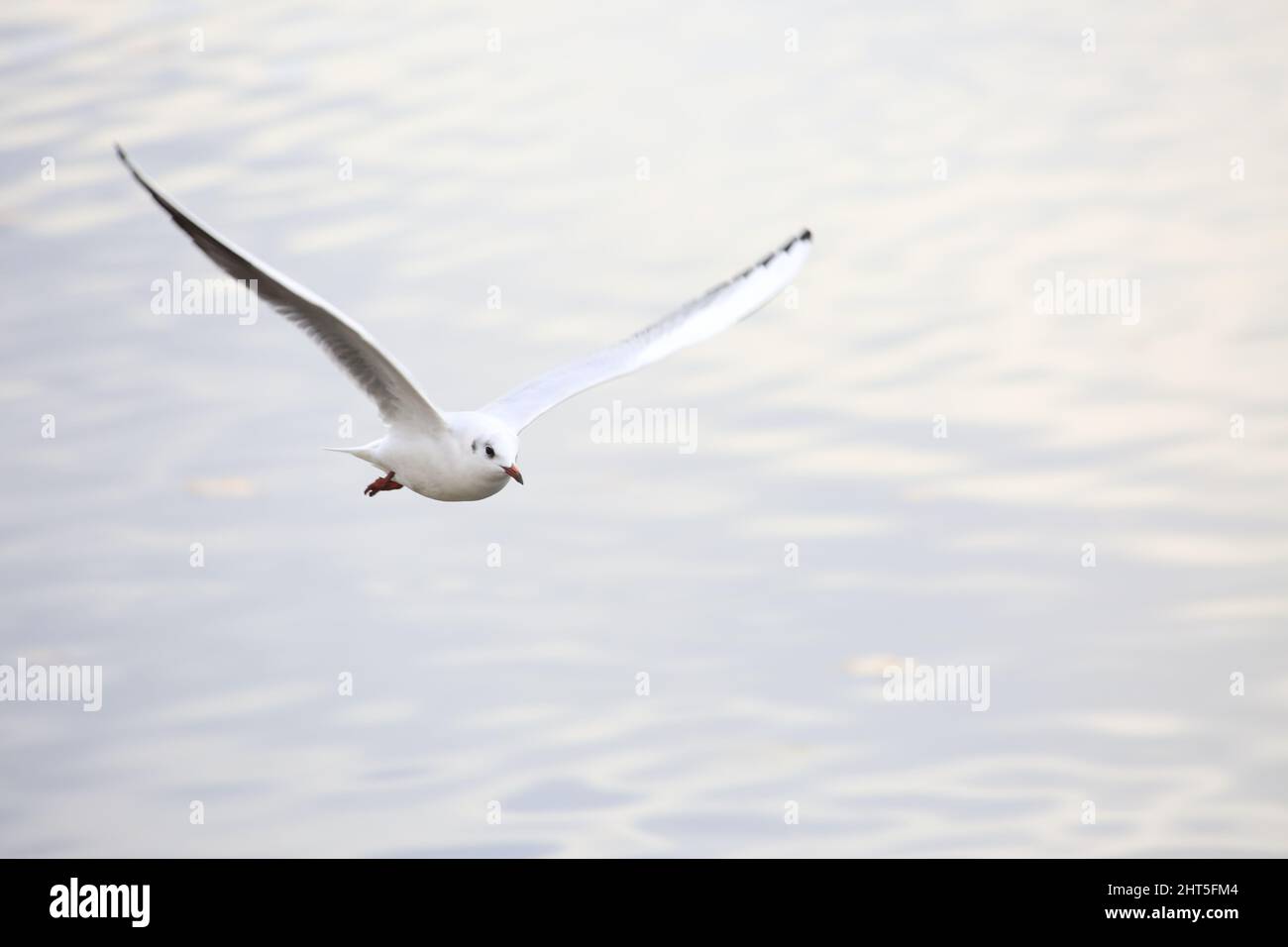 View of a white beautiful seagull flying over the lake Stock Photo - Alamy