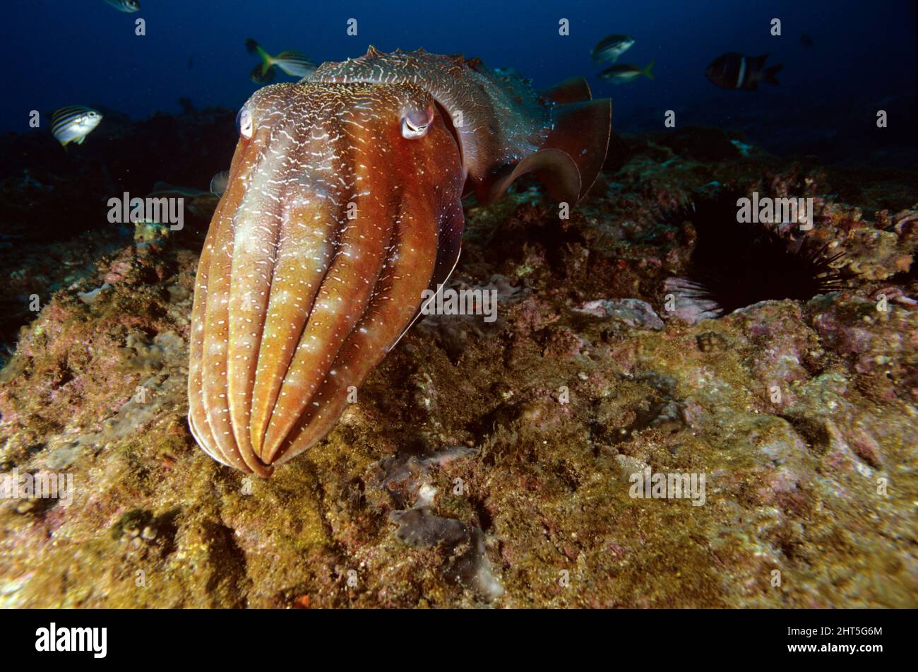 Australian giant cuttlefish (Sepia apama), being aggressive towards ...