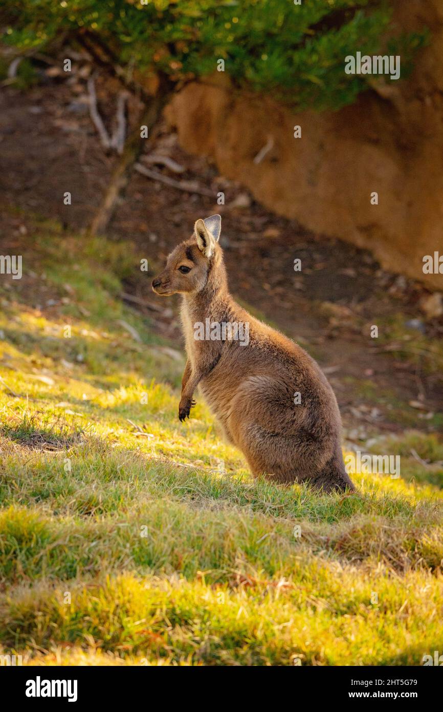 Vertical shot of a cute wallaby Stock Photo - Alamy
