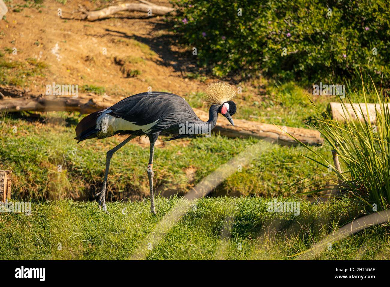 Closeup shot of a grey crowned crane walking in a field Stock Photo - Alamy