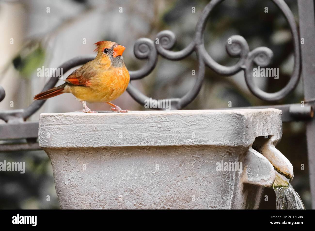 Closeup of a cardinal on a stone on a blurred background Stock Photo ...
