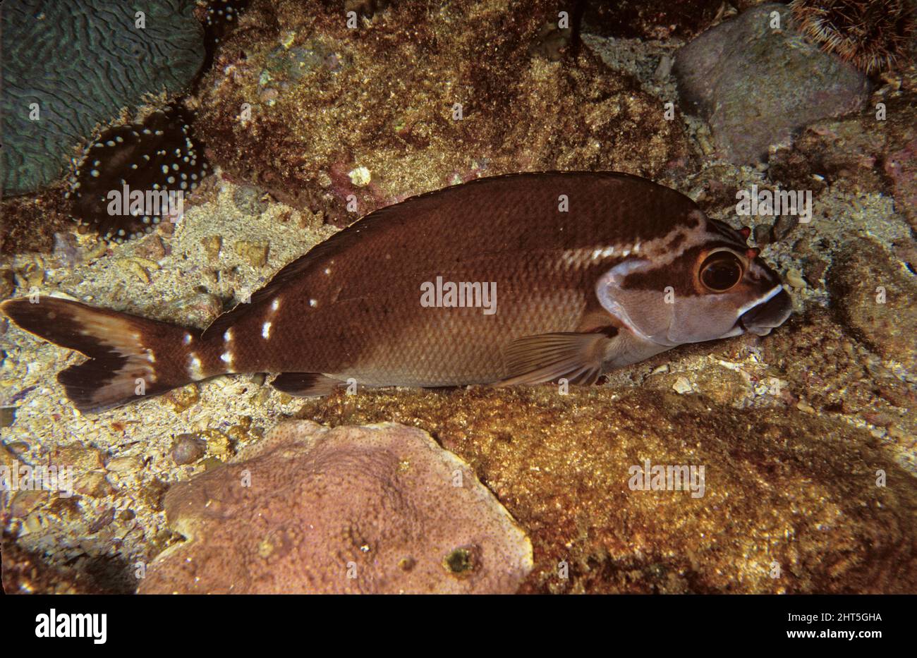 Goniistius fuscus hi-res stock photography and images - Alamy