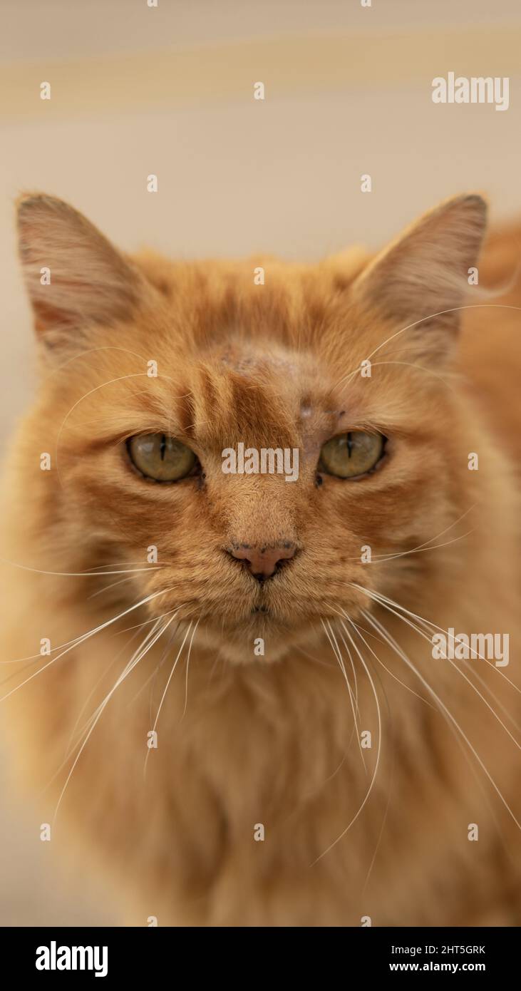 Ginger cat with angry facial expression and green eyes staring at the ...