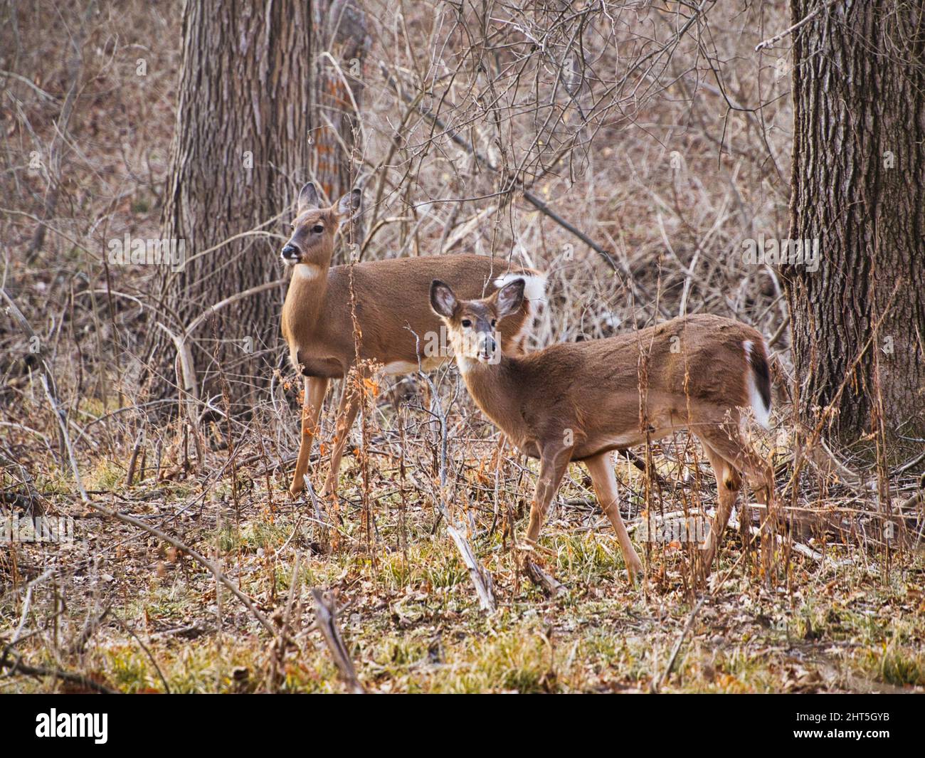Closeup shot of the deers at the Ernie Miller Park and Nature Center in ...