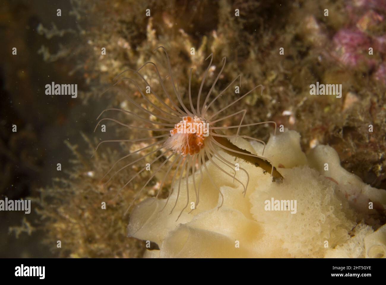 Stalked (Solitary) hydroid Tubularia raphi Hydroids are a group of sea ...