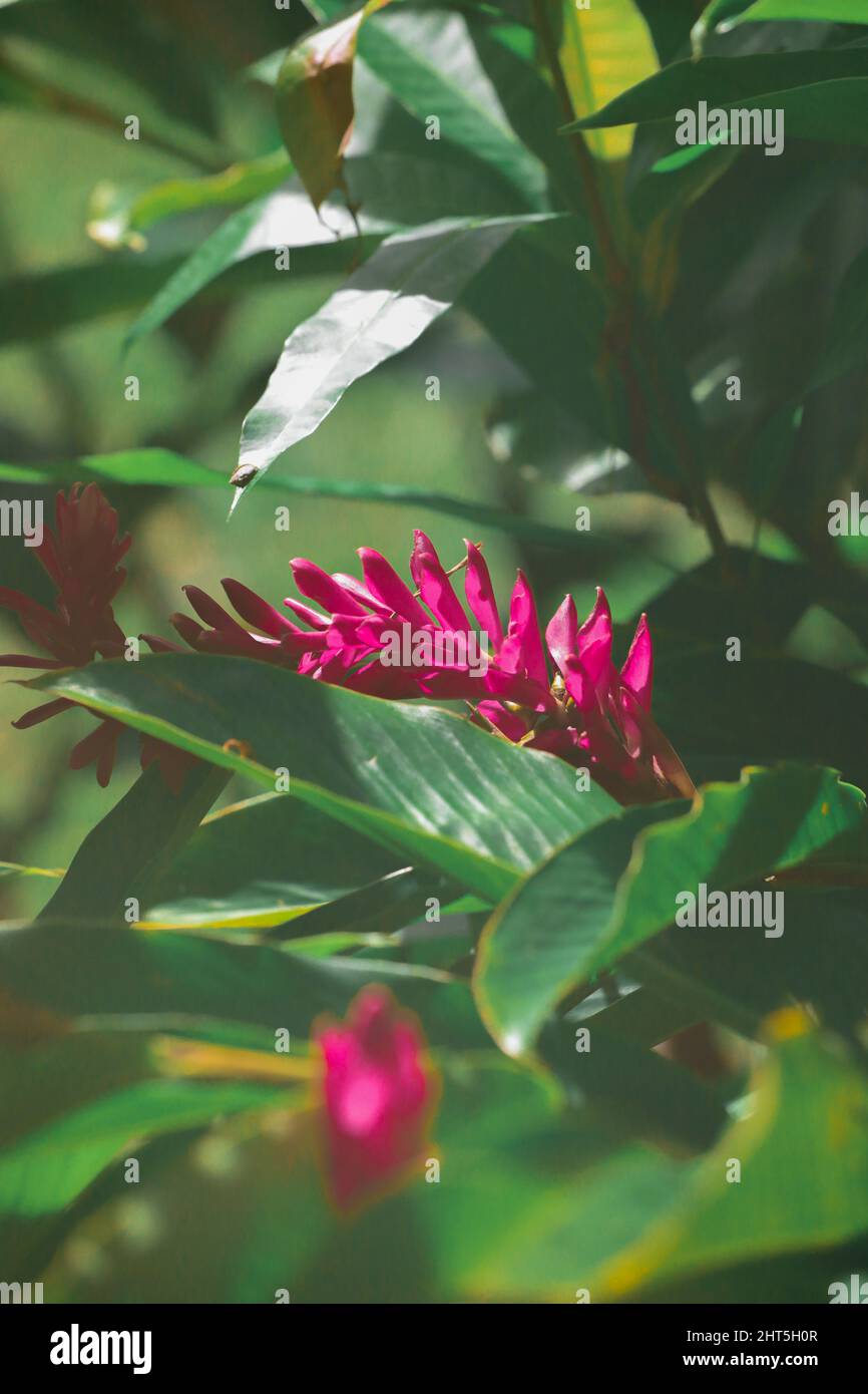 A vertical shot of tropical plants in Fiji Stock Photo - Alamy