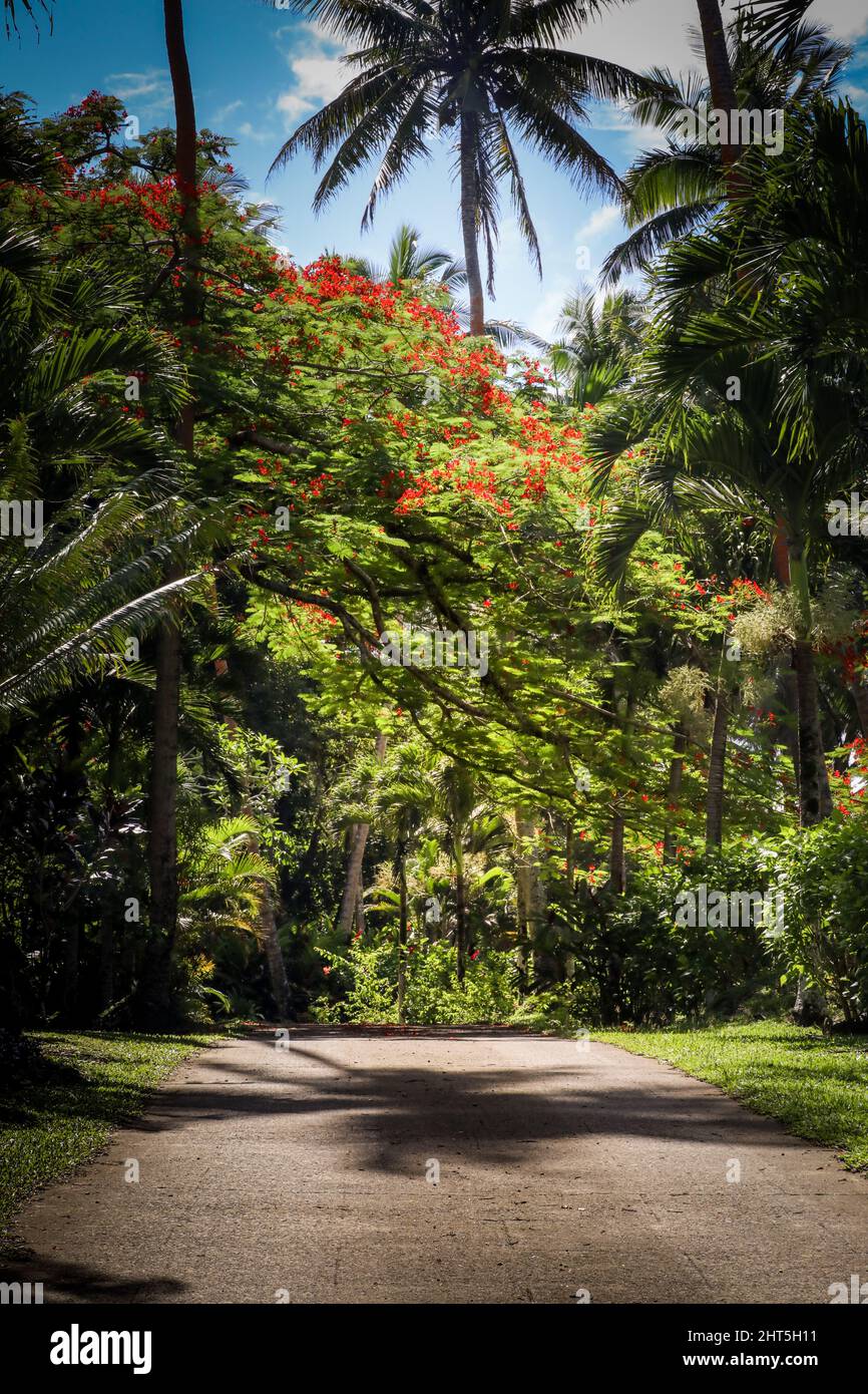 Vertical shot of the flame tree of Fiji Stock Photo - Alamy