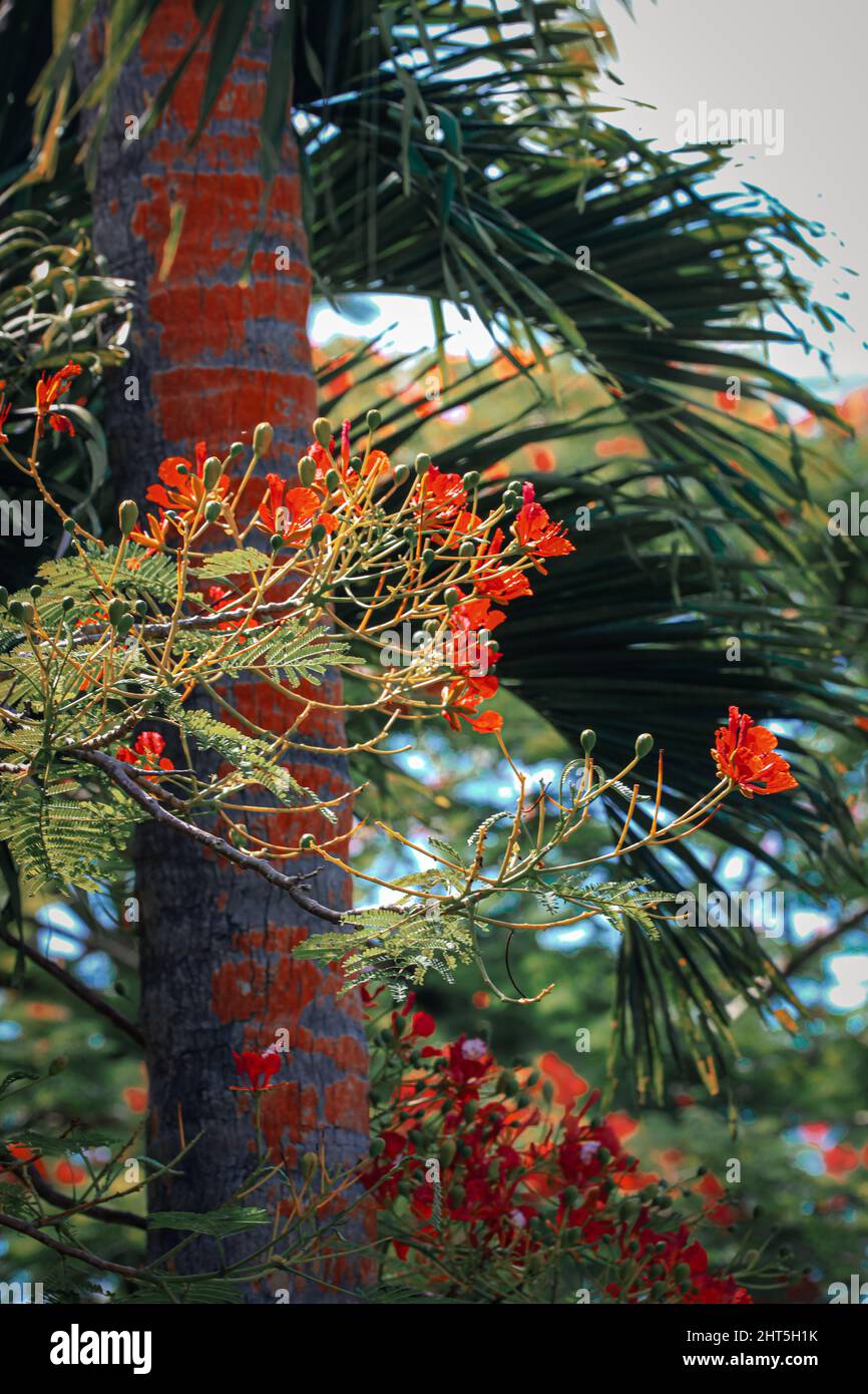 Vertical shot of the flame tree of Fiji Stock Photo - Alamy