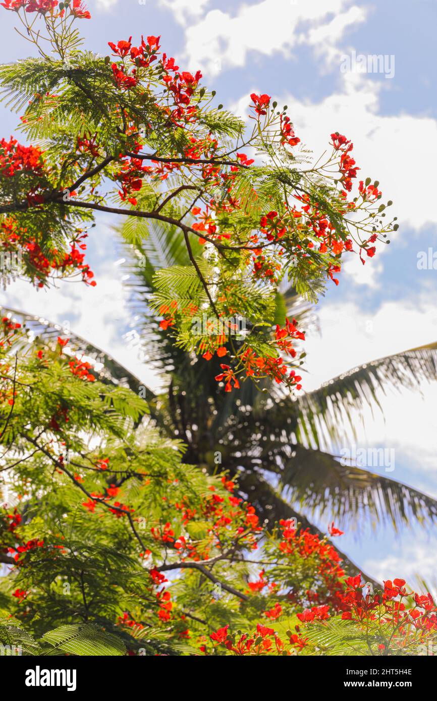 Vertical shot of the flame tree of Fiji Stock Photo - Alamy