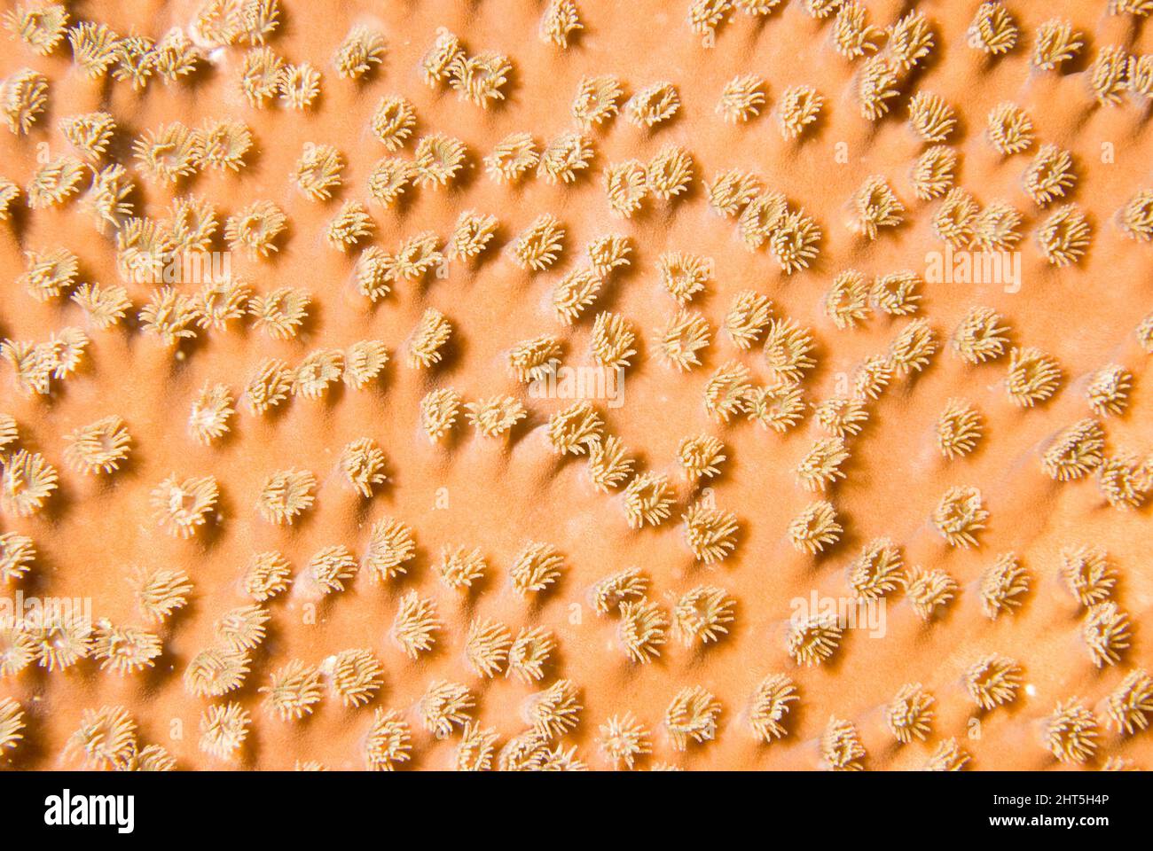 Mycedium sp hi-res stock photography and images - Alamy