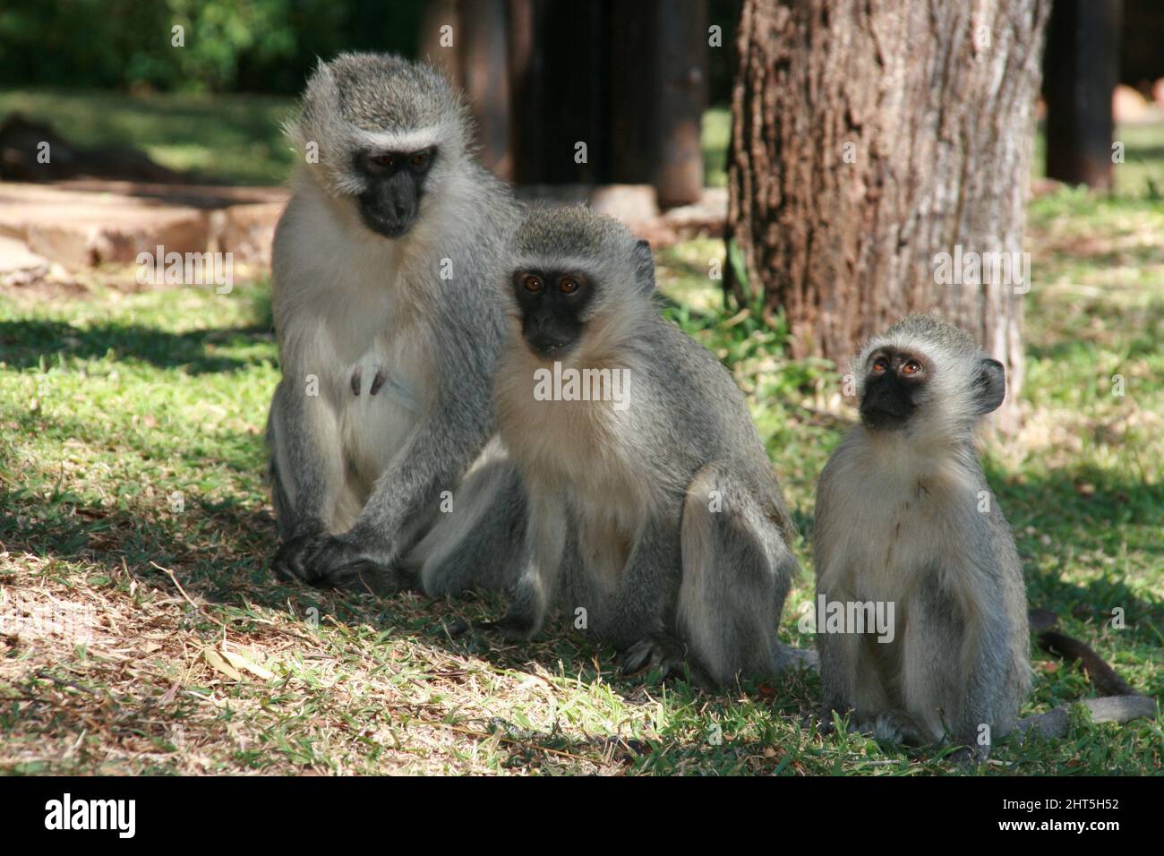 Small troop of monkeys hi-res stock photography and images - Alamy