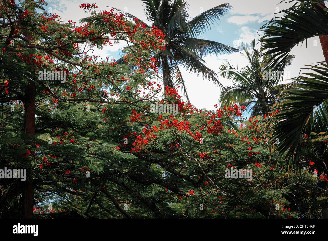 Flame tree of Fiji in a park Stock Photo - Alamy