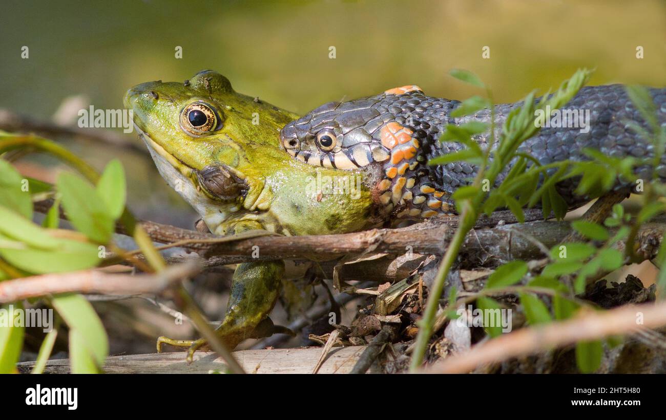 Frog eating skin hi-res stock photography and images - Alamy