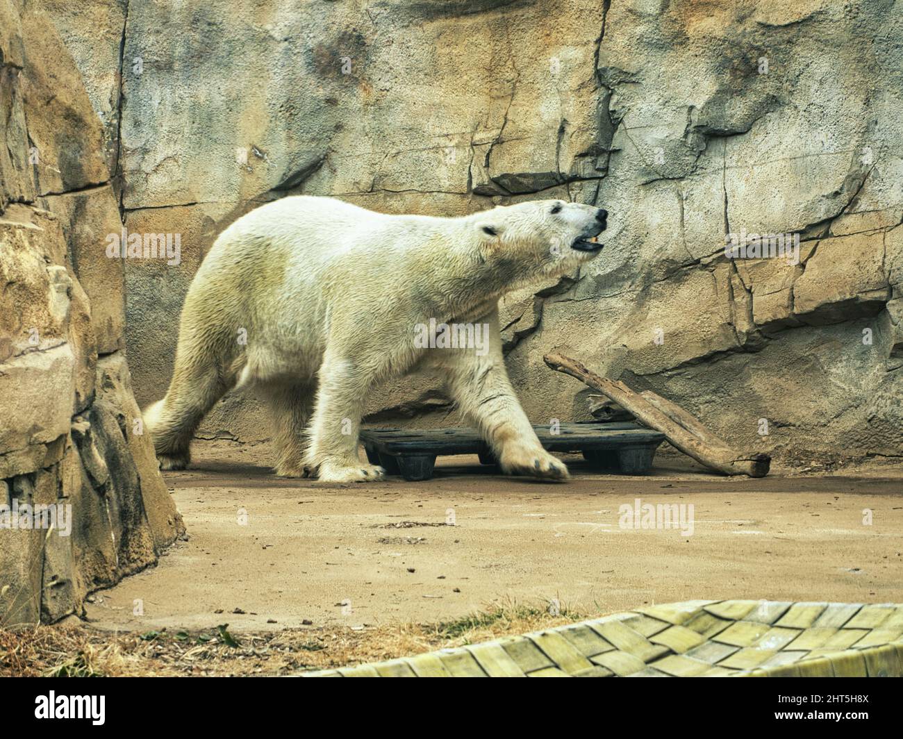 Closeup Shot Of The Polar Bear Walking In Its Cage At Kansas City Zoo