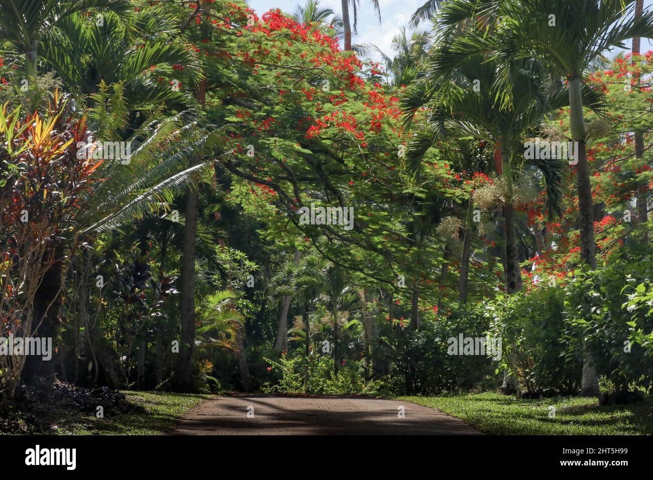 The flame tree of Fiji in a park Stock Photo - Alamy