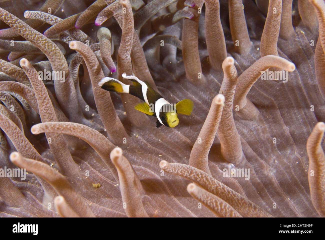 Clarks anemonefish Amphiprion clarkii juvenile. Some species of ...