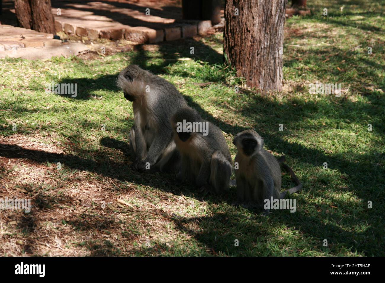 Family of monkeys in a sunny field Stock Photo - Alamy