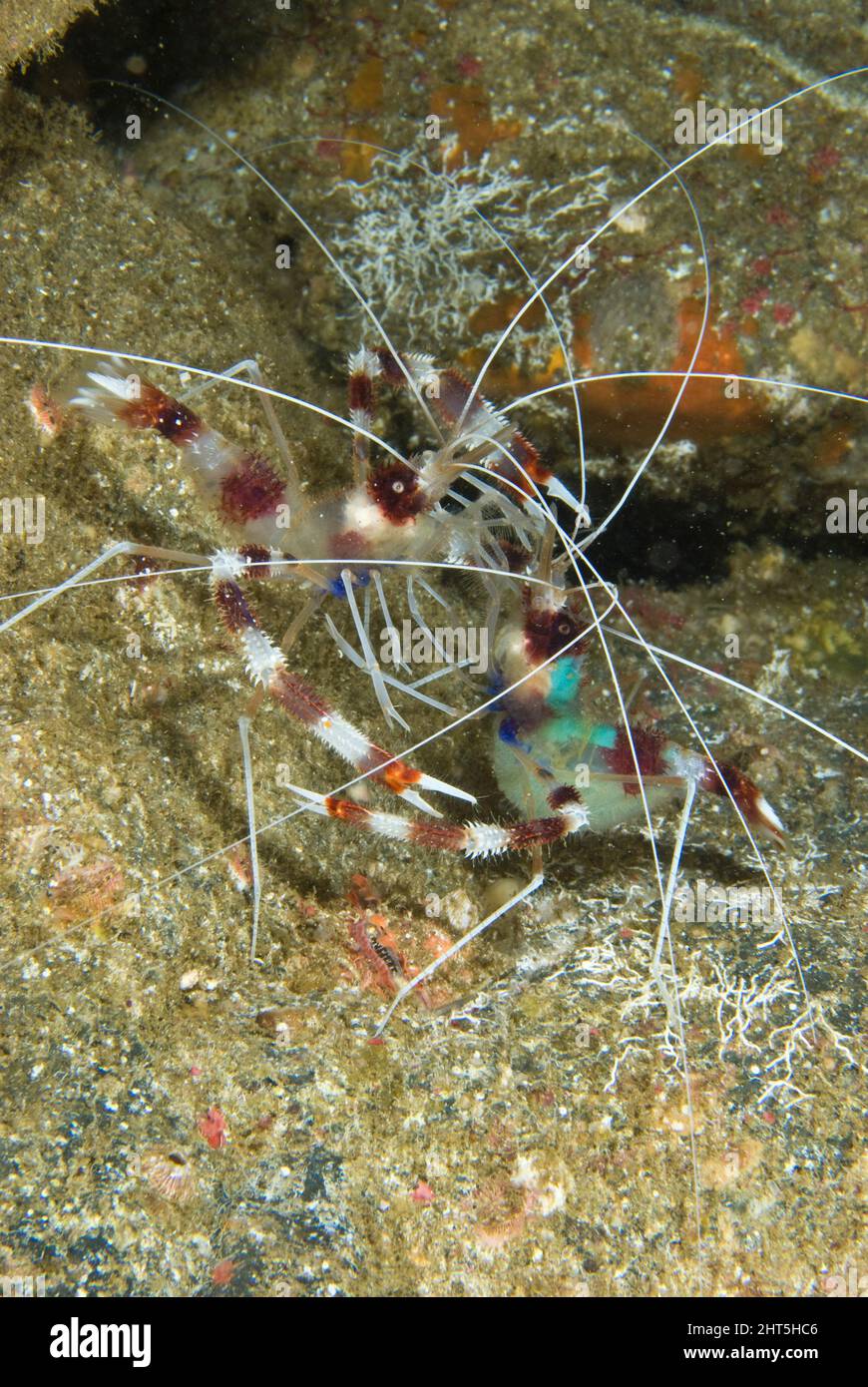 Boxer (Cleaner) shrimp Stenopus hispidus Common through tropical Indo ...