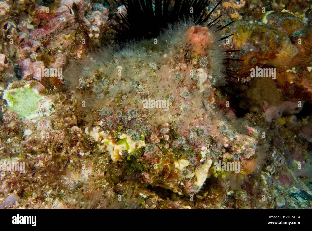 Solitary ascidians Herdmania momus encrusted with growth. The most ...