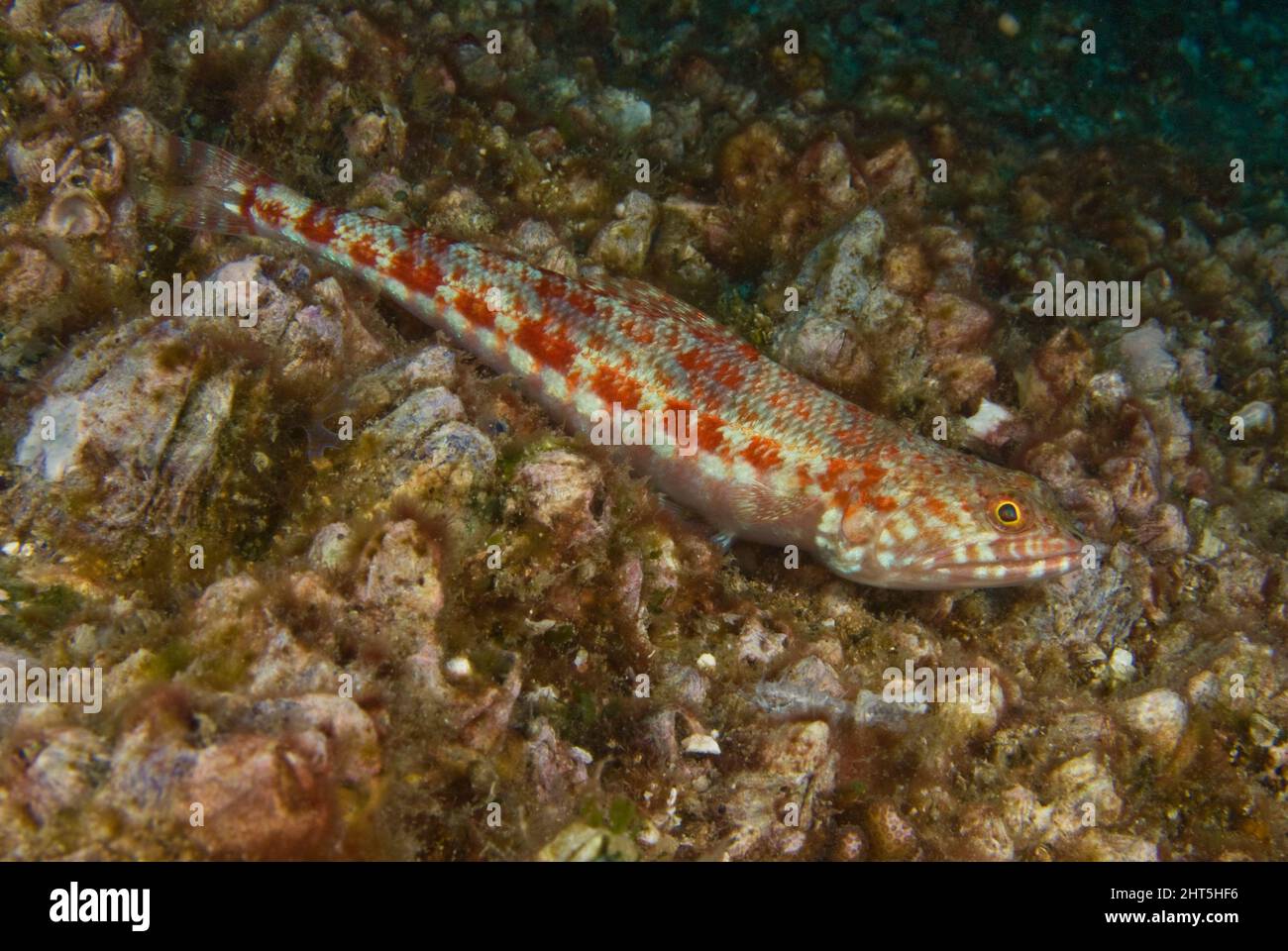 Variegated (Reef) lizardfish Synodus variegatus Usually occupies a ...