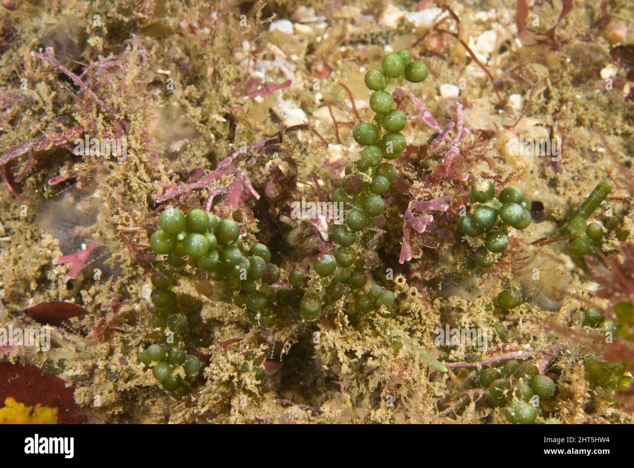Sea grapes (Caulerpa geminata), a small green algae that can be eaten ...