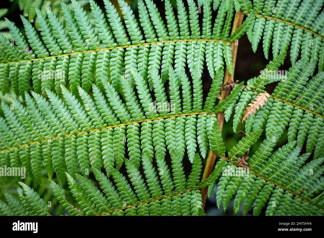 Closeup of evergreen fern plant leaves. Great for background and ...