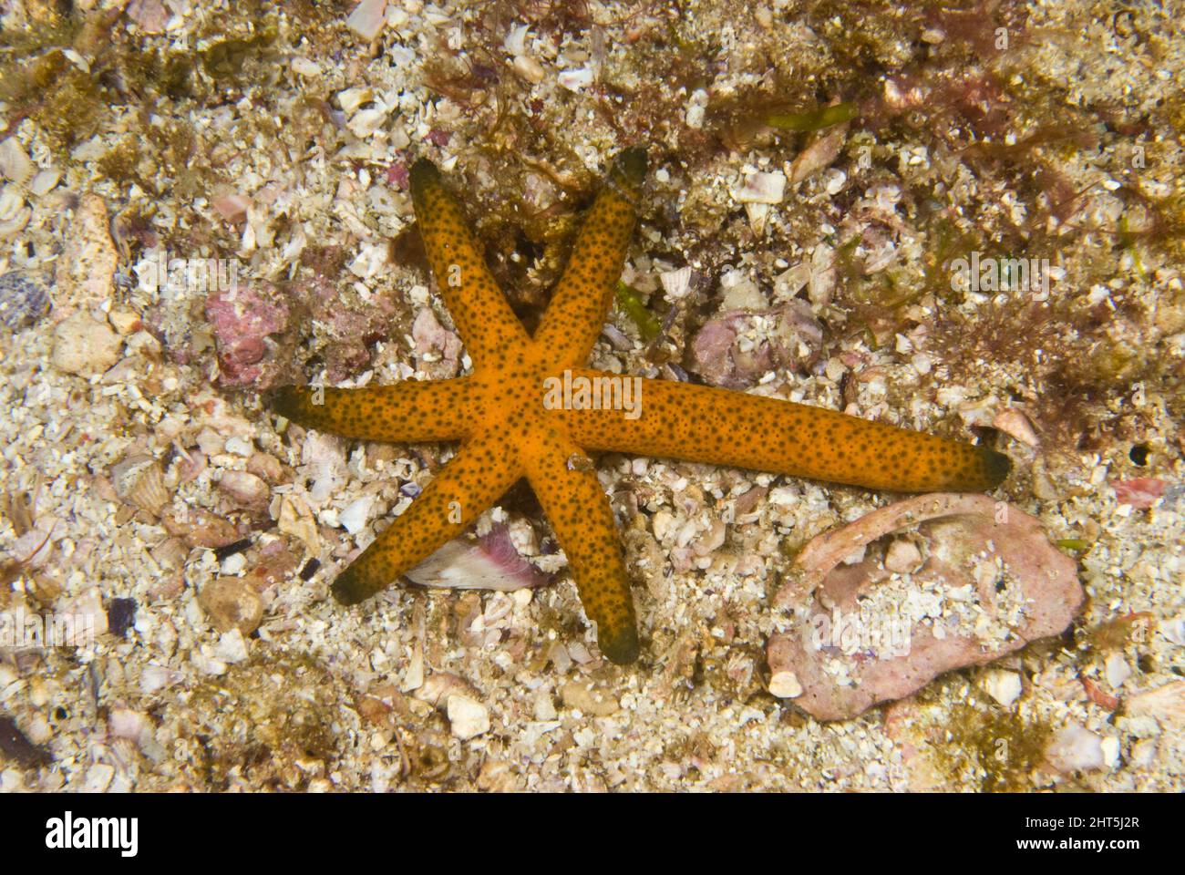 Seastars regenerate hi-res stock photography and images - Alamy