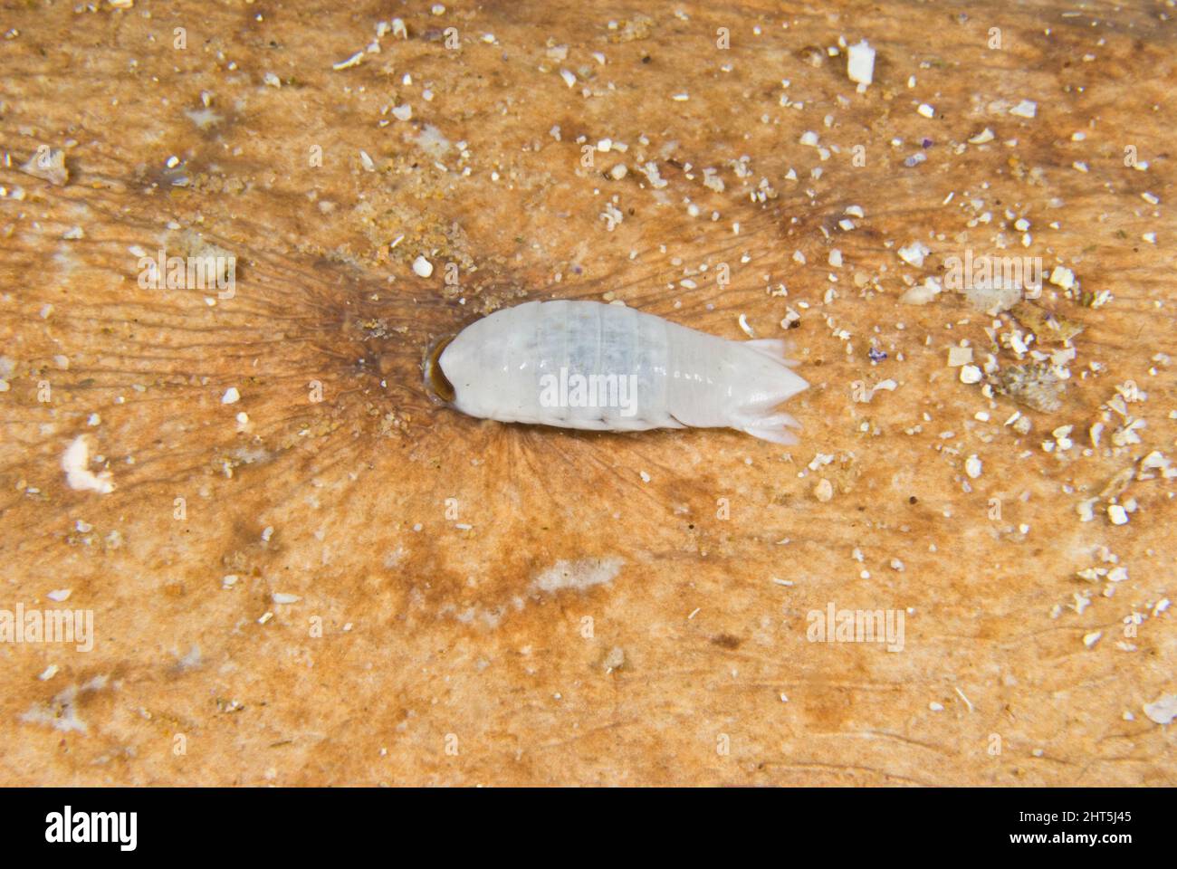 Parasitic fish isopod hi-res stock photography and images - Alamy