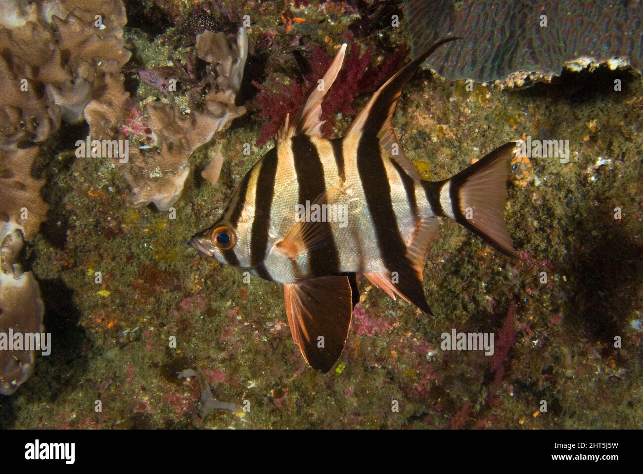 Old wife (Enoplosus armatus). Old Wives are a family of fish containing ...