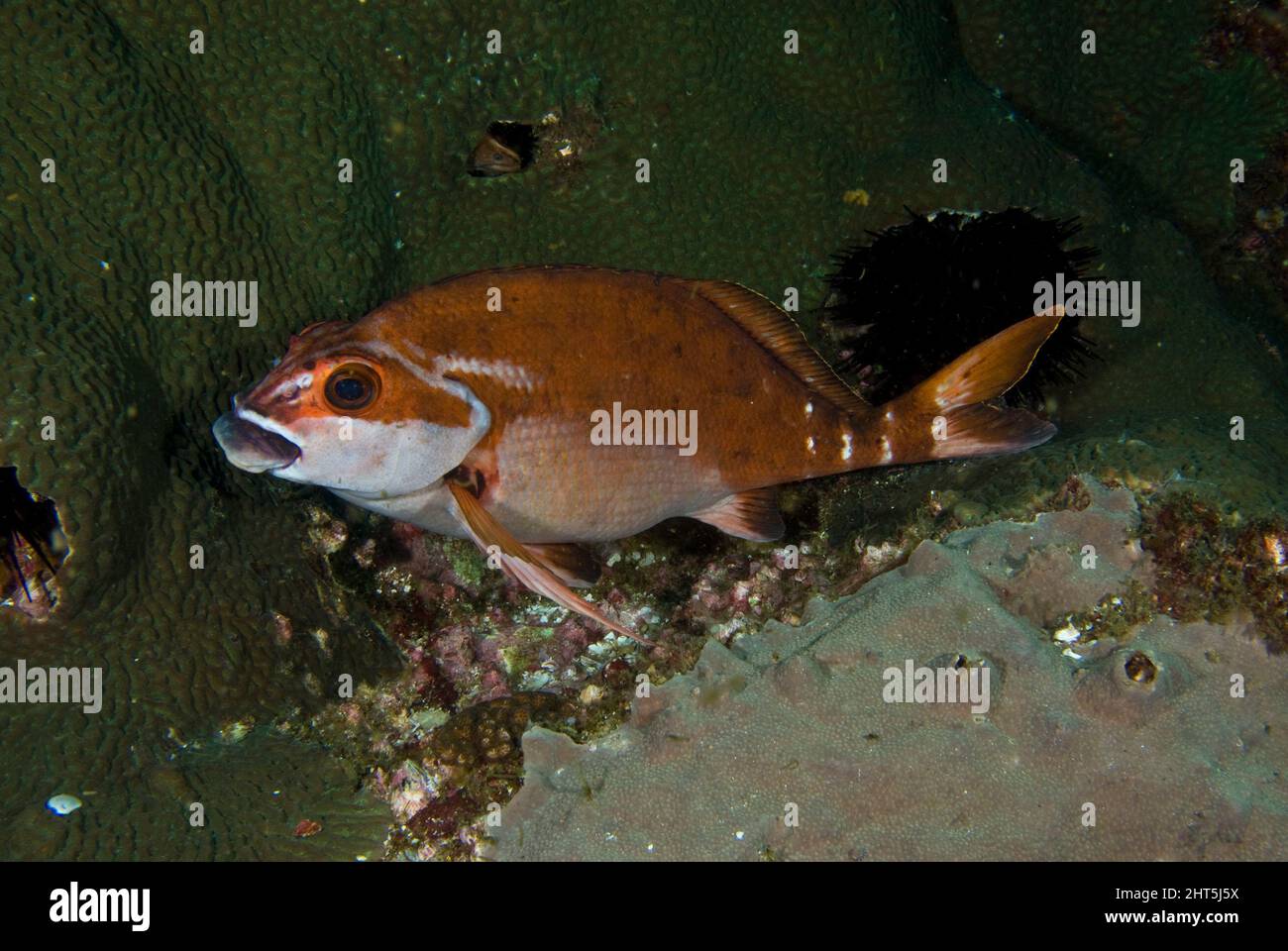 Red morwong hi-res stock photography and images - Alamy