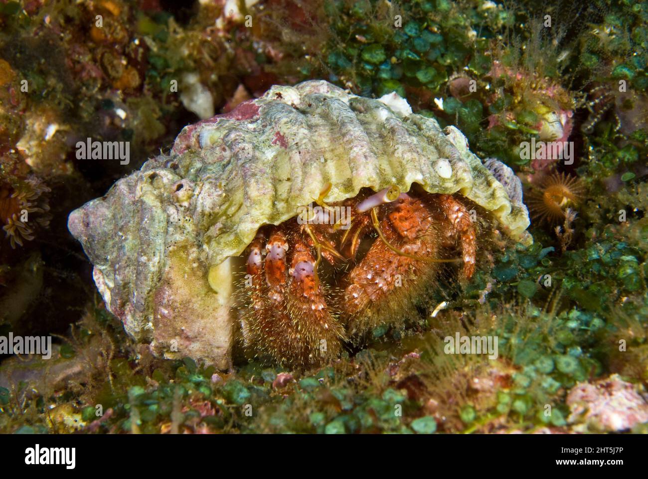 Hermit crab (Dardanus sp.), Hermit crabs are shell-less creatures that ...