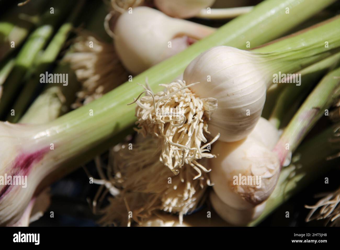 Closeup of green long Garlic plants with sunlight Stock Photo - Alamy