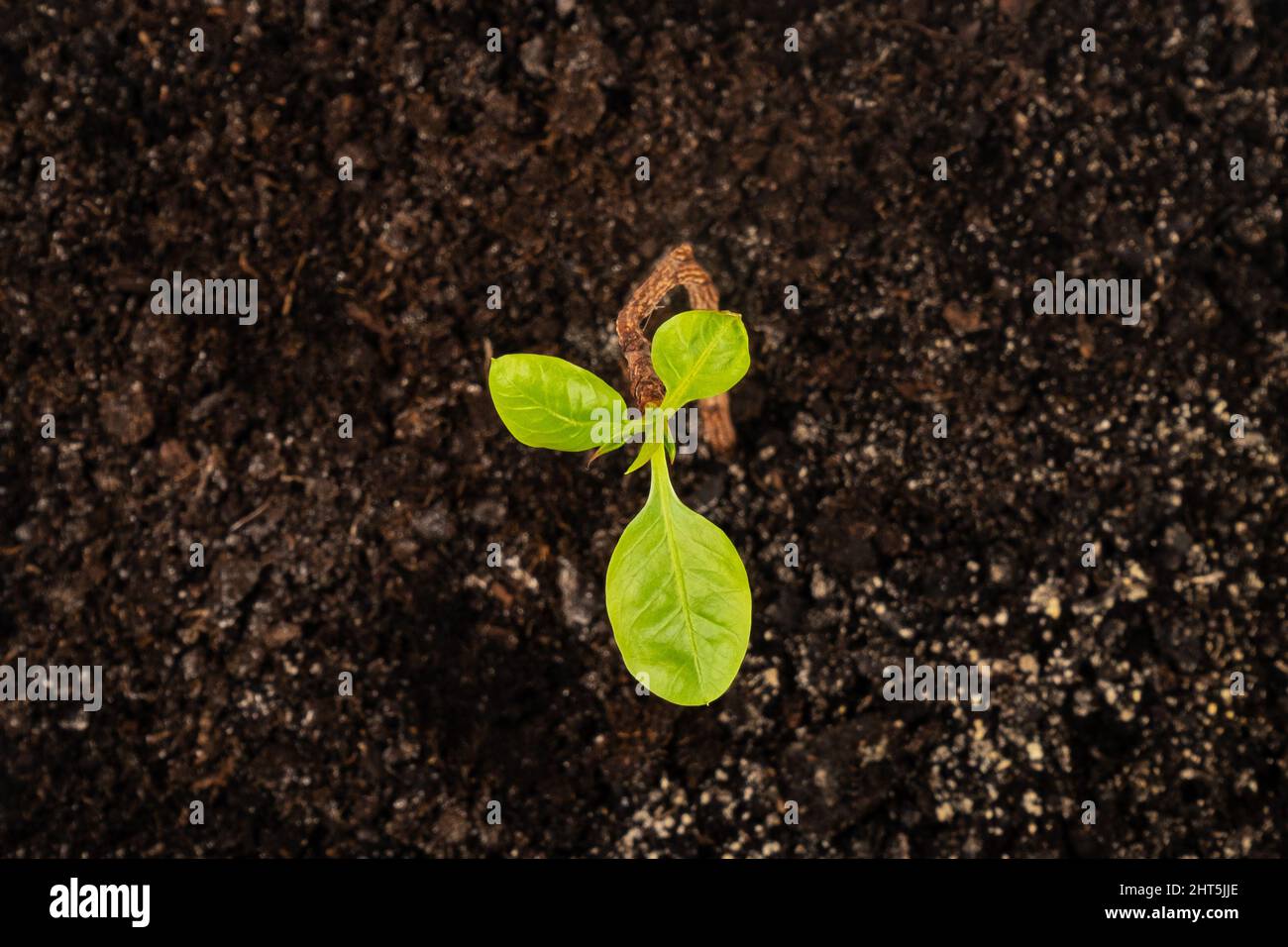 pistachio germination, top view of a young green plant close-up Stock ...