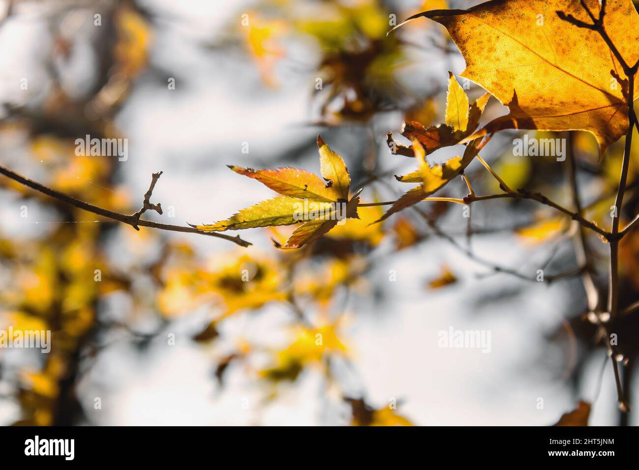 Closeup shot of golden autumn leaves on the branches of a tree in sunlight Stock Photo - Alamy
