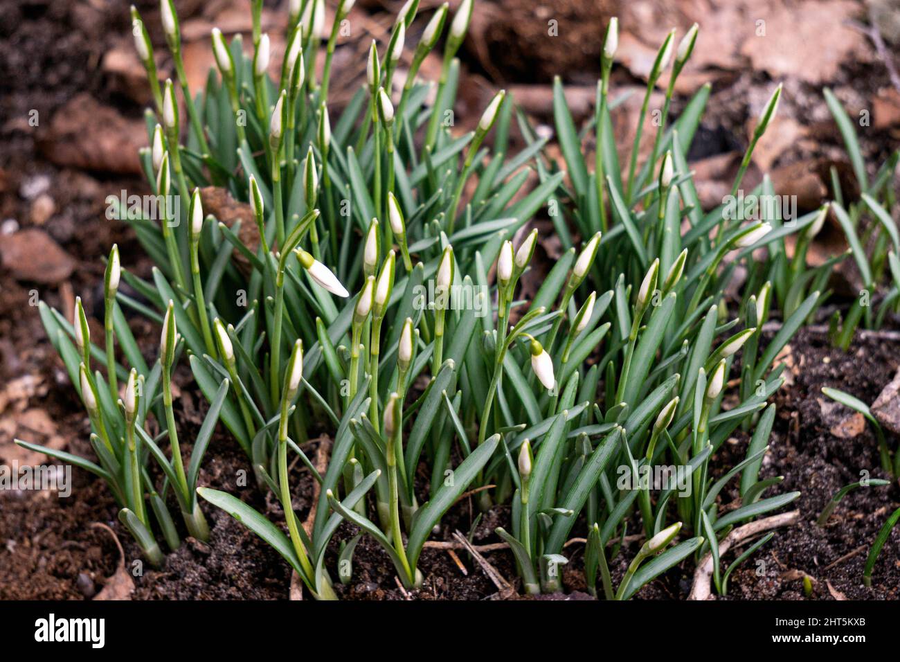 The first beautiful white snowdrops in early spring in the spring ...