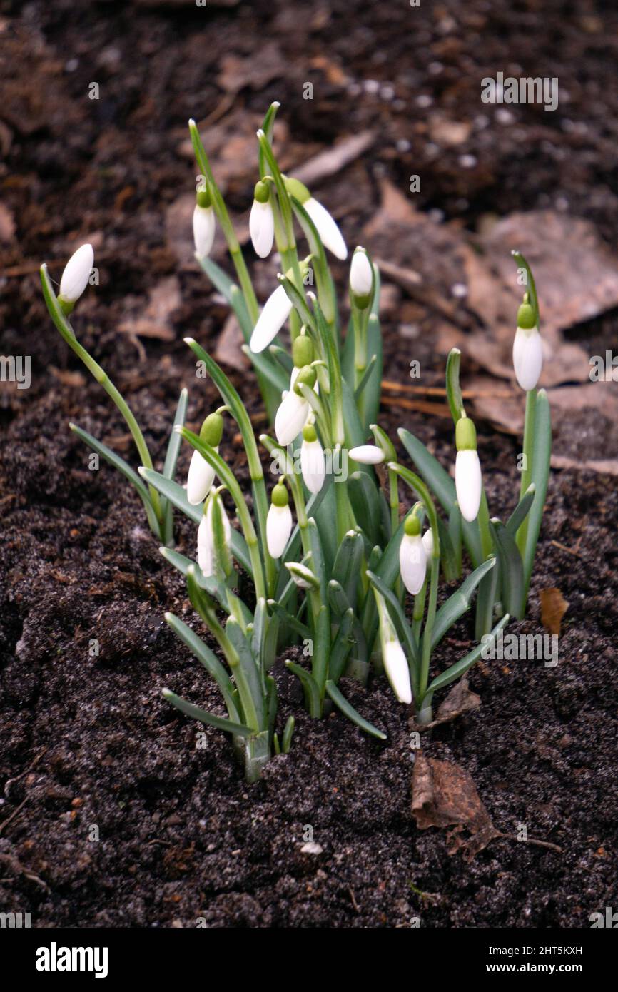 The first beautiful white snowdrops in early spring in the spring ...