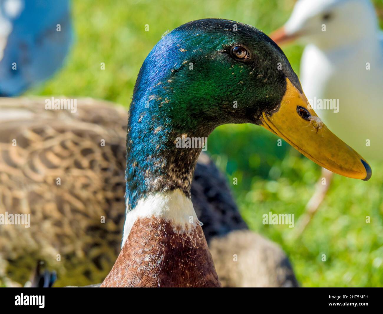 Mallard head hi-res stock photography and images - Alamy