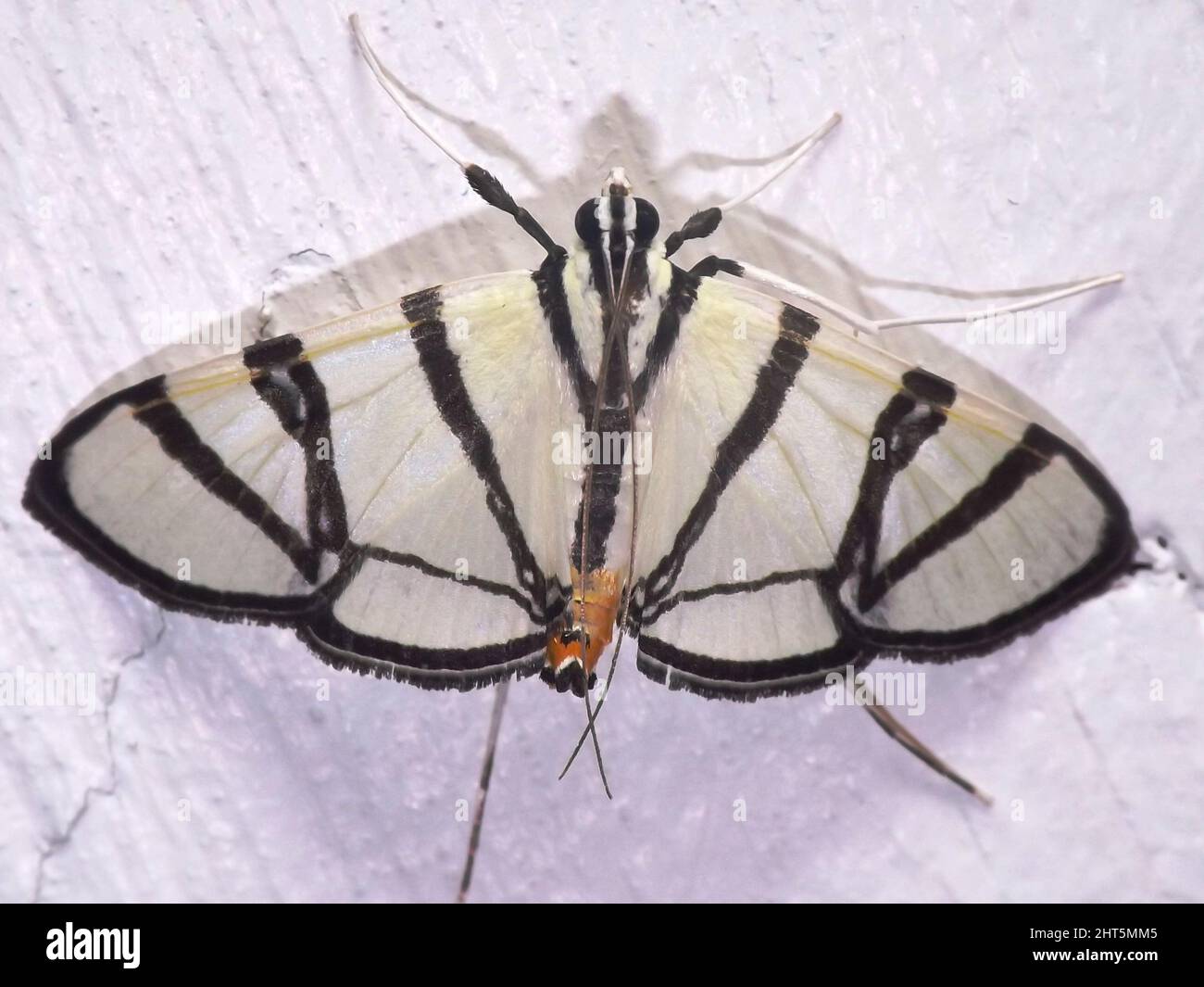 Crambidae grass moth family lepidoptera hi-res stock photography and ...
