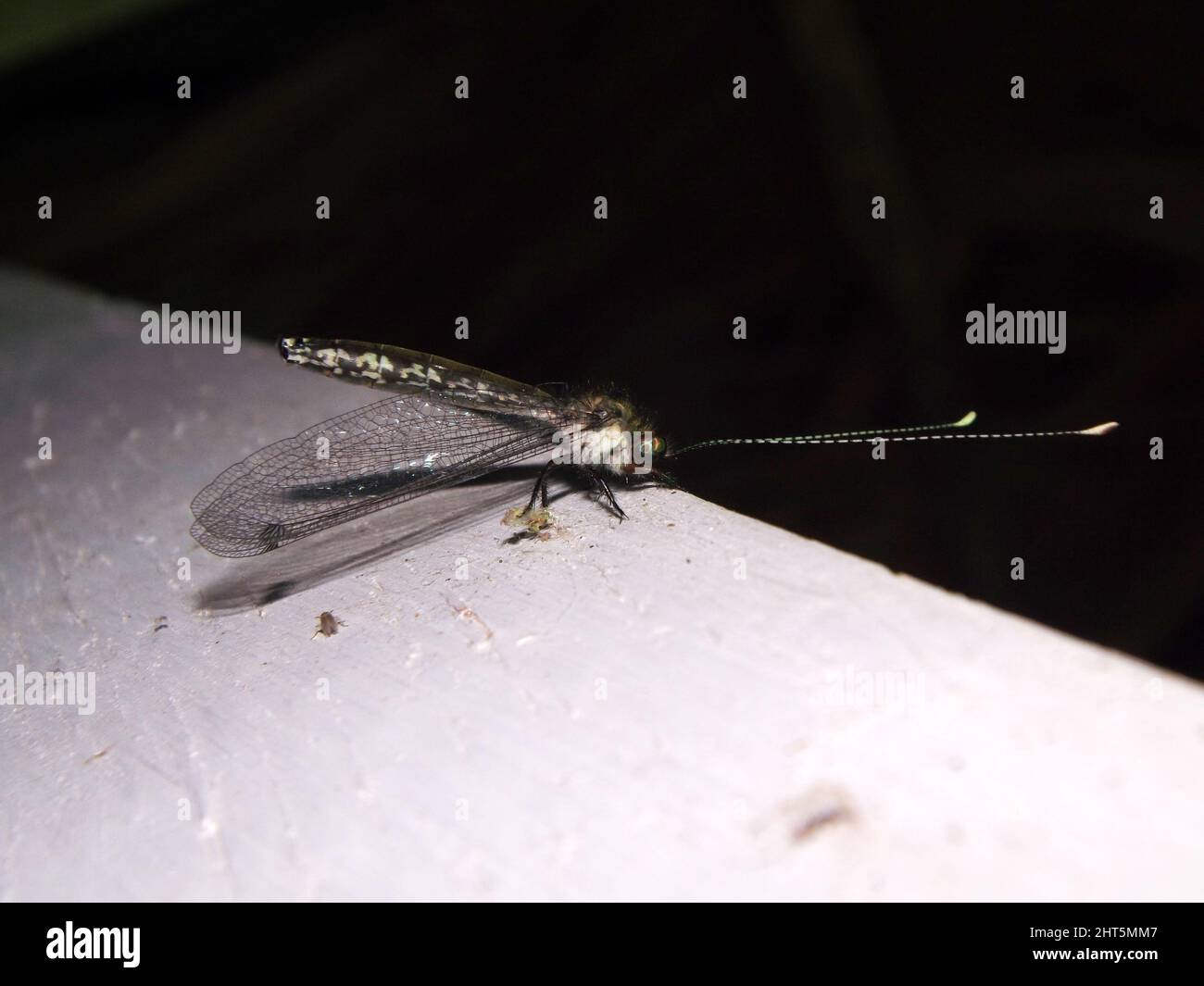 Owlfly family hi-res stock photography and images - Alamy