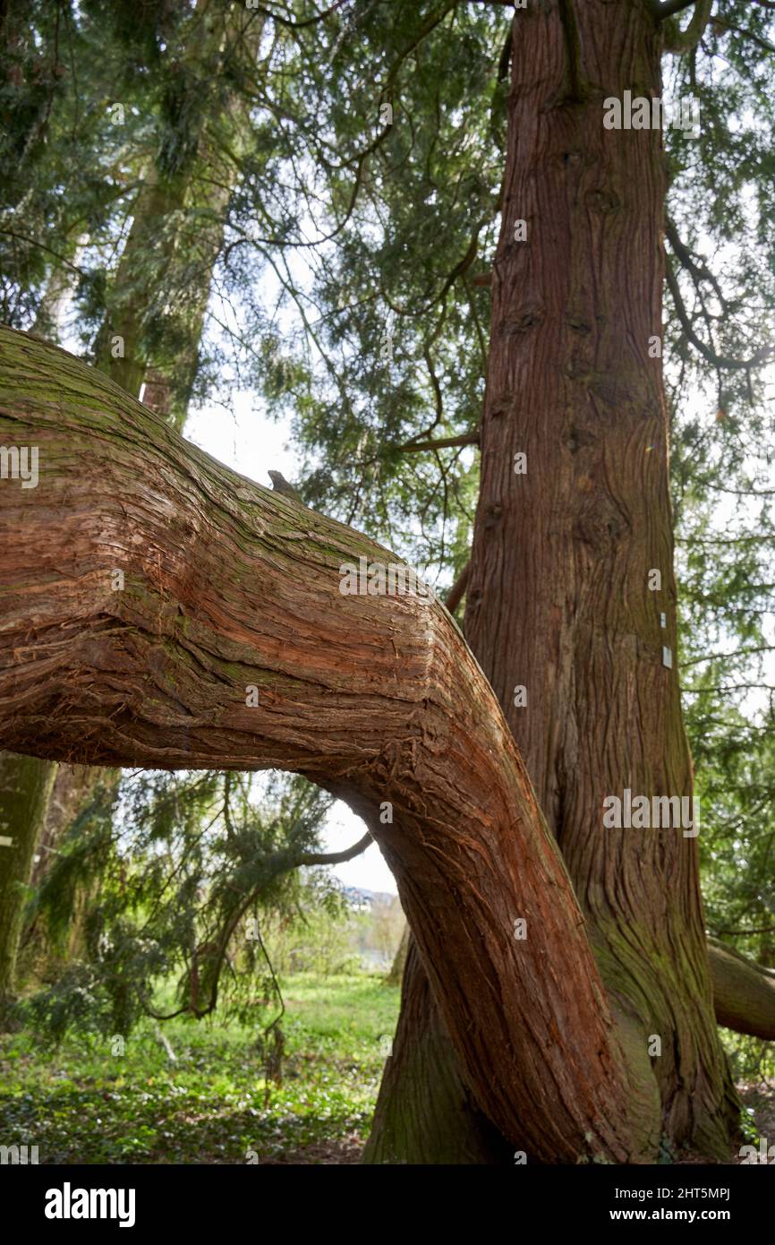 Tree of life (Thuja plicata, Lebensbaum). Brown plant stem with ...