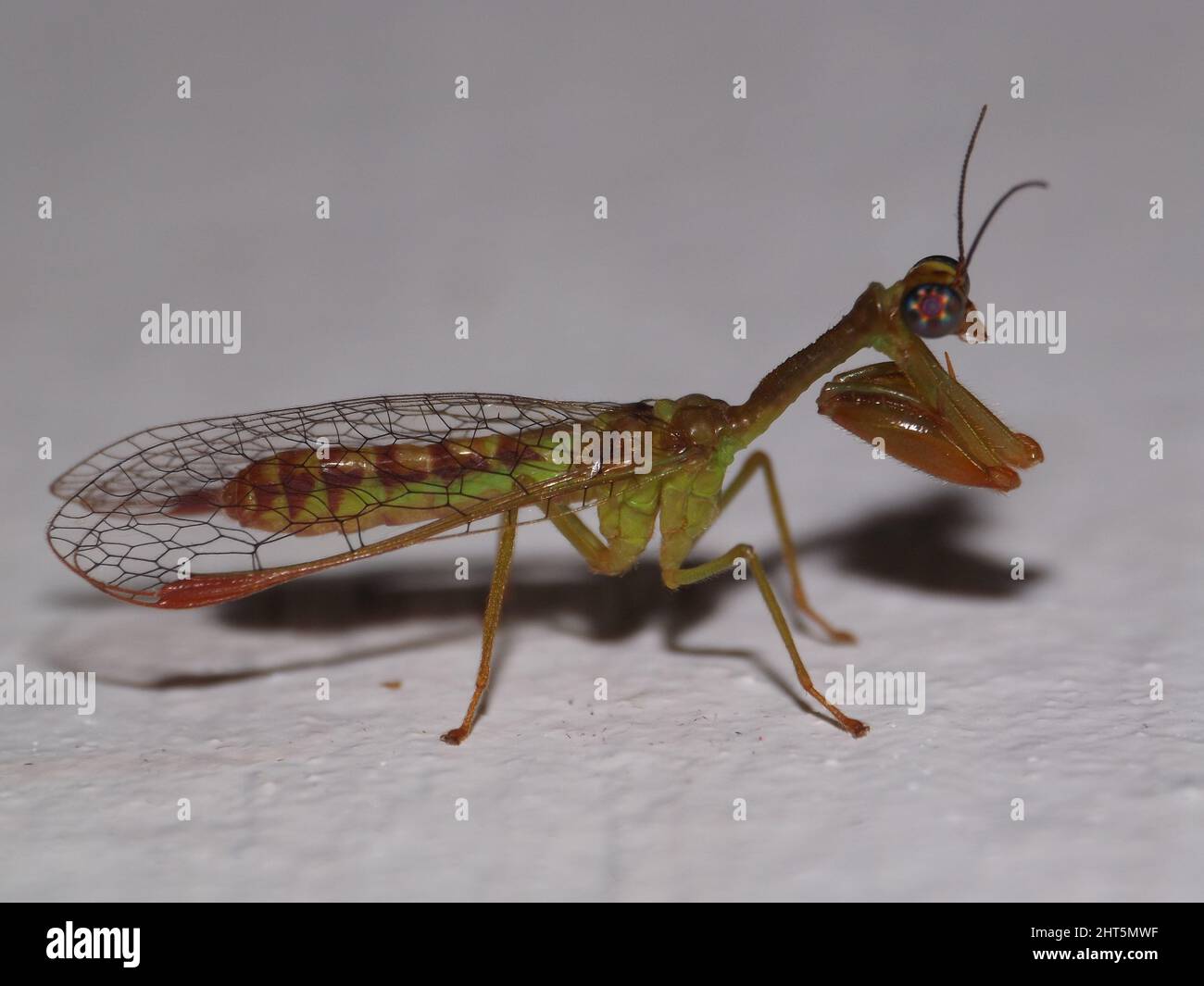 a clear winged Mantidfly - Family Mantispidae isolated on a natural ...