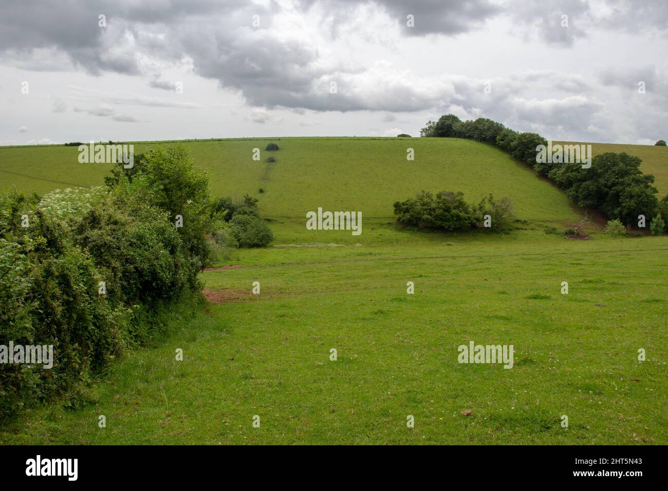 a Devon hill and grazing land and a hedgerow in the background on a ...
