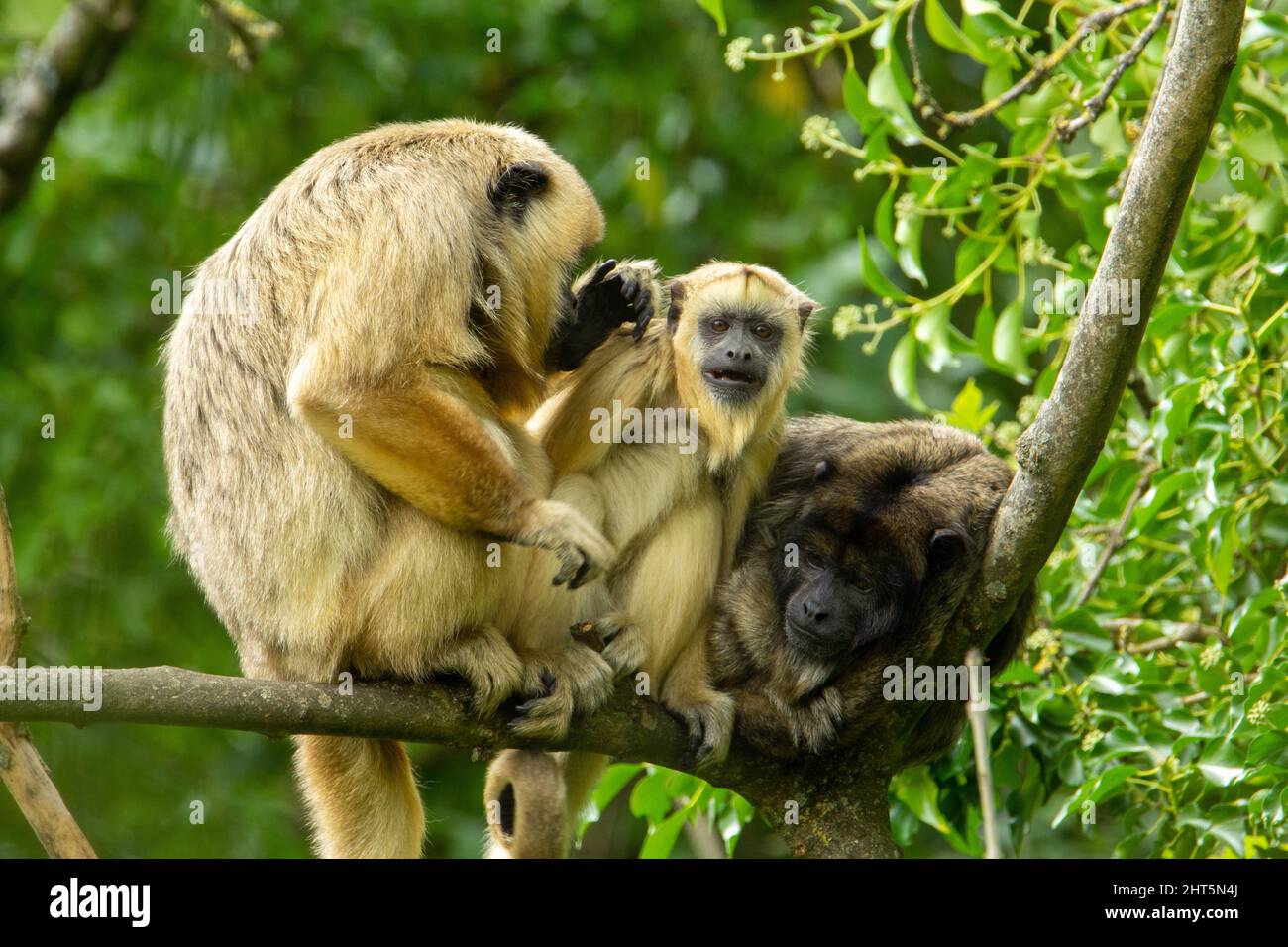 a family of black howler monkeys (Alouatta caraya) together on a branch ...