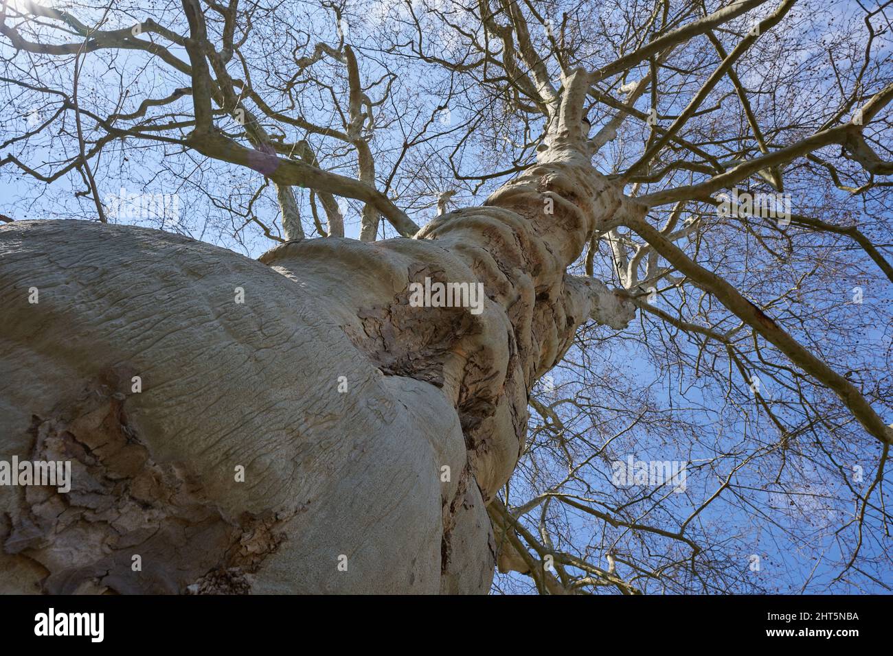 Tree Bastard-Platane (Platanus hispanica). Tuberous plant stem with many brown branches and ...