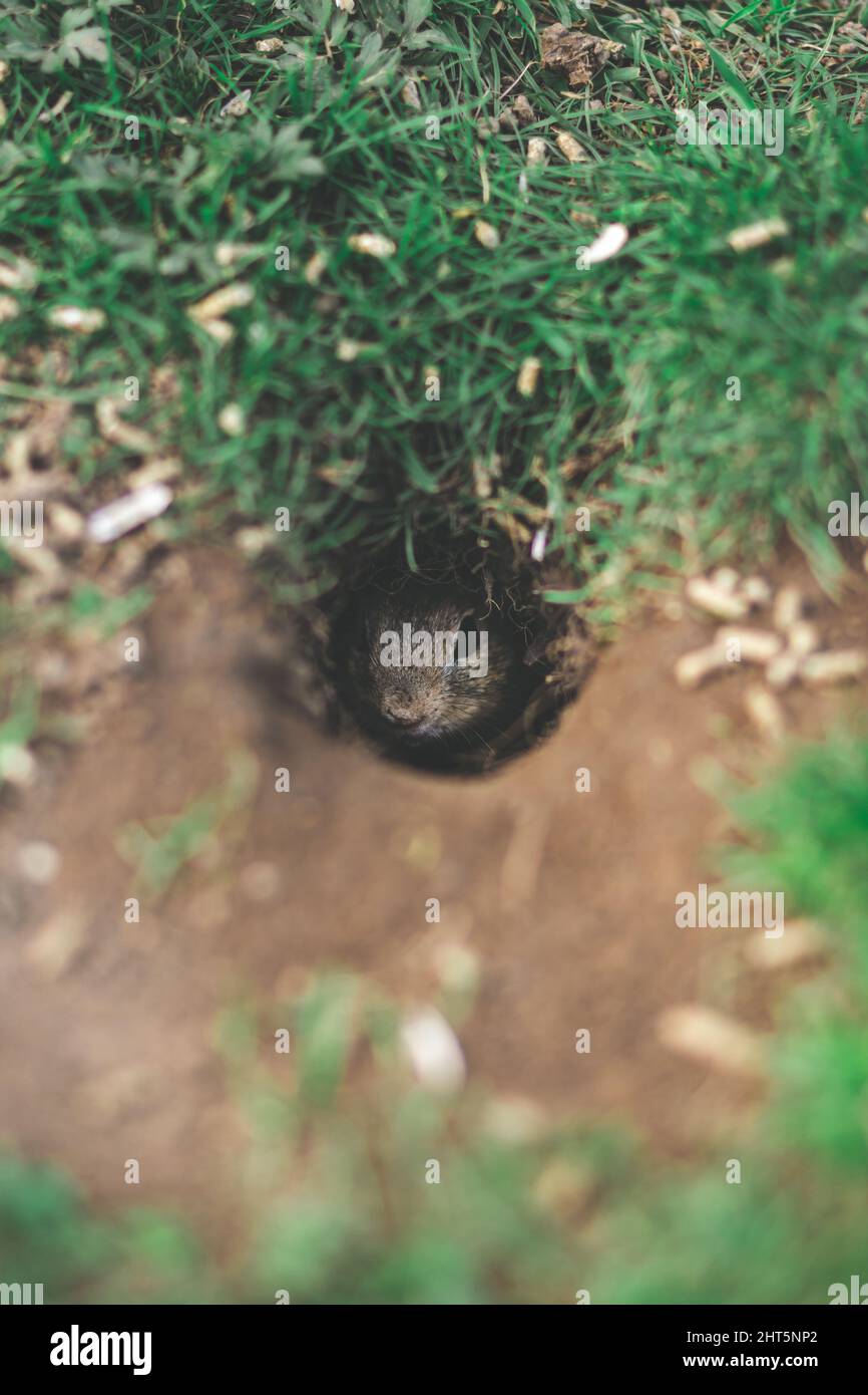 Vertical shot of a squirrel in a ground hole Stock Photo - Alamy