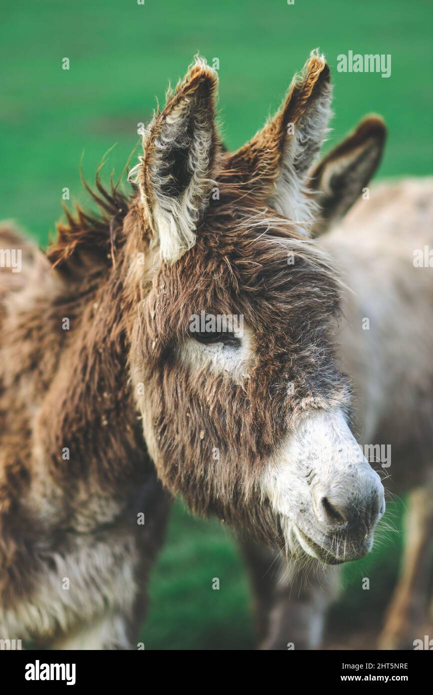 Vertical shot of a donkey face in a green background Stock Photo - Alamy