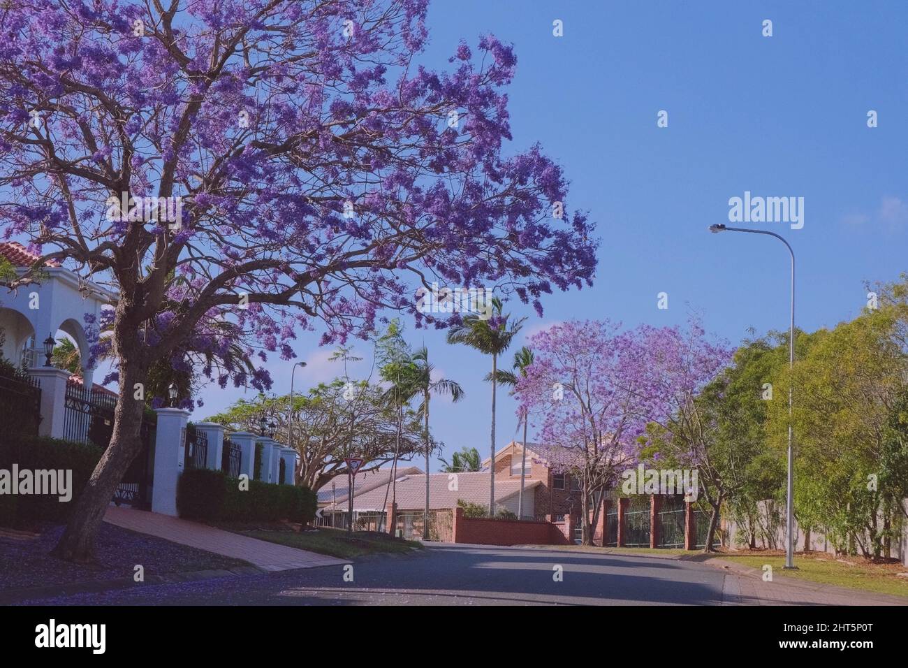 Street with blossomed trees Stock Photo - Alamy