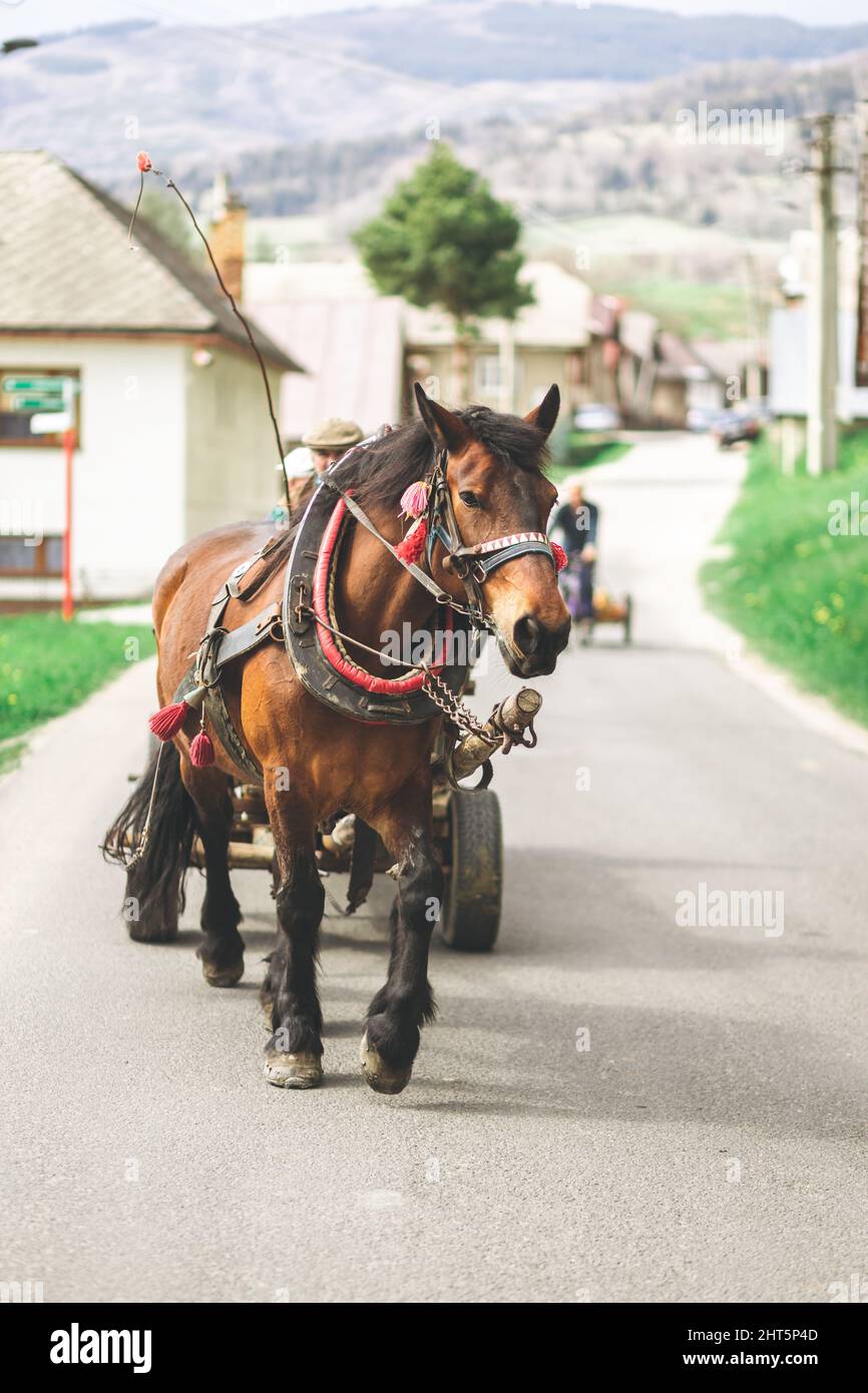 Horse pulling wagon hi-res stock photography and images - Alamy
