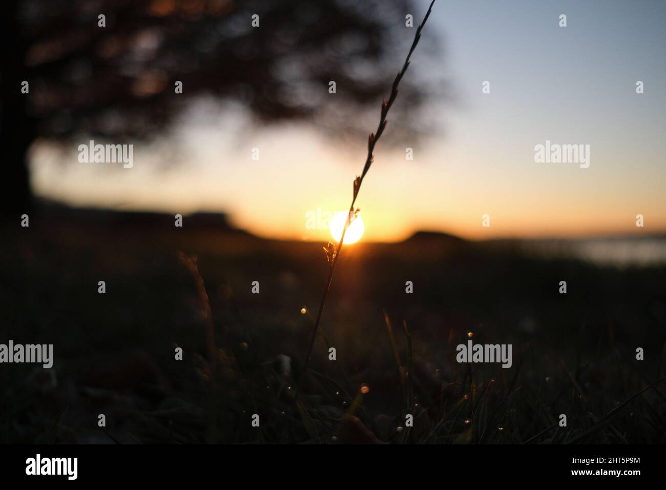 Closeup of a plant with sunset background Stock Photo - Alamy